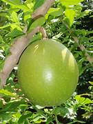 Calebasse ne nous dit pas tout ? – www.Maison TendaCéra.com